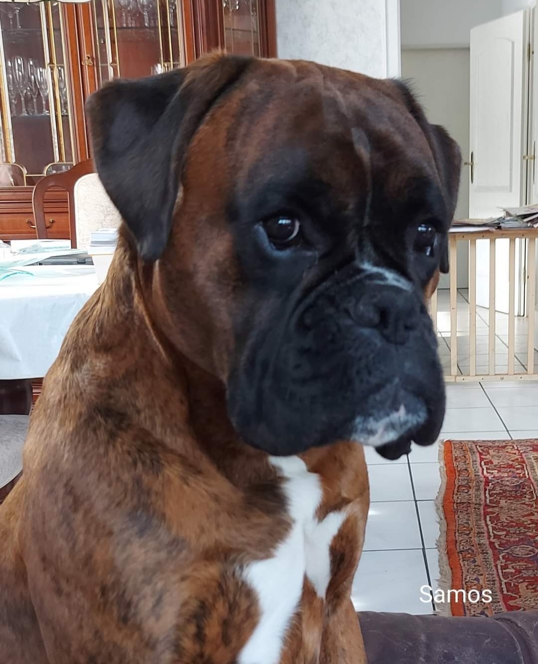 Boxer von der Nordheide - Samos von der Nordheide